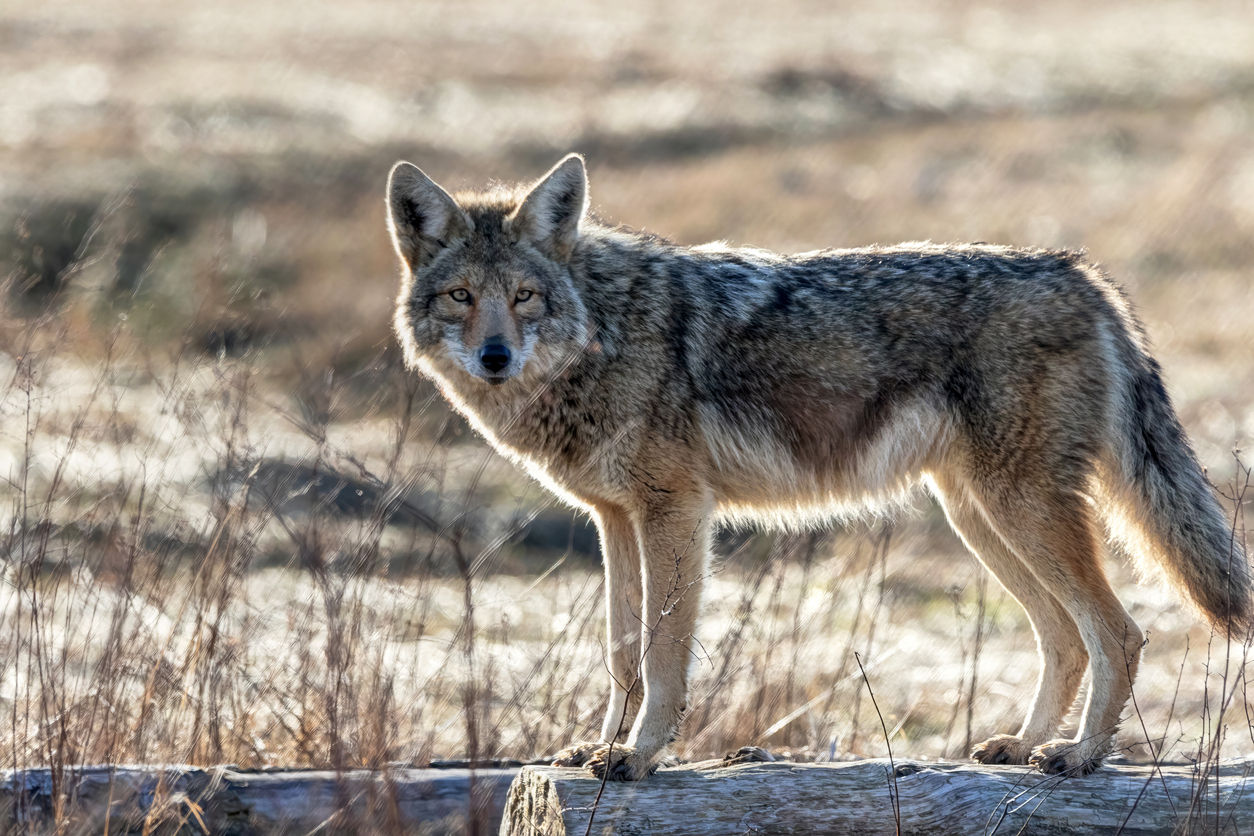 Wildlife - Mt. Lebanon, PA