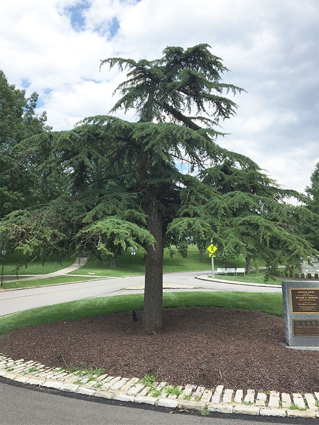Cedar of Lebanon - Mt. Lebanon, PA