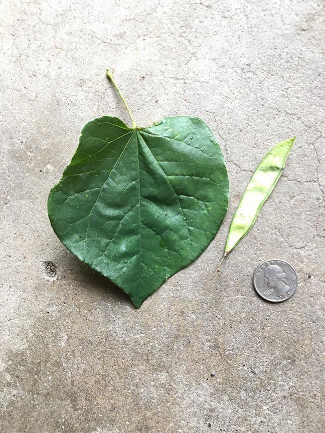 Eastern Redbud - Mt. Lebanon, PA