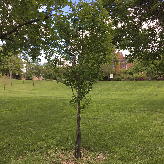 Cornelian Cherry Dogwood - Mt. Lebanon, PA