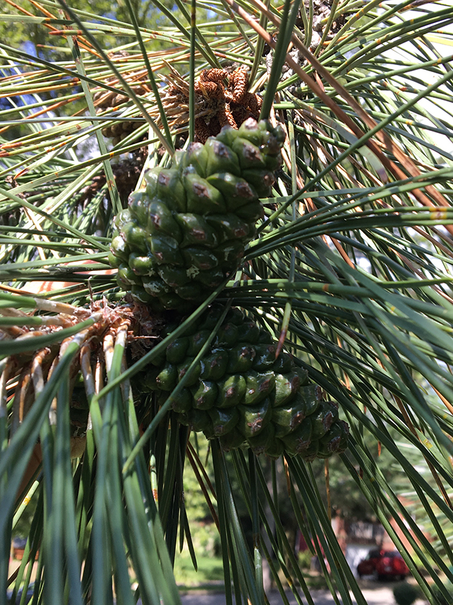 Japanese Black Pine - Mt. Lebanon, PA
