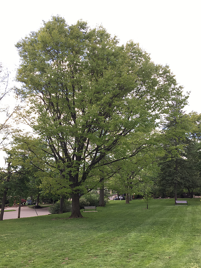 Eastern Red Oak - Mt. Lebanon, PA