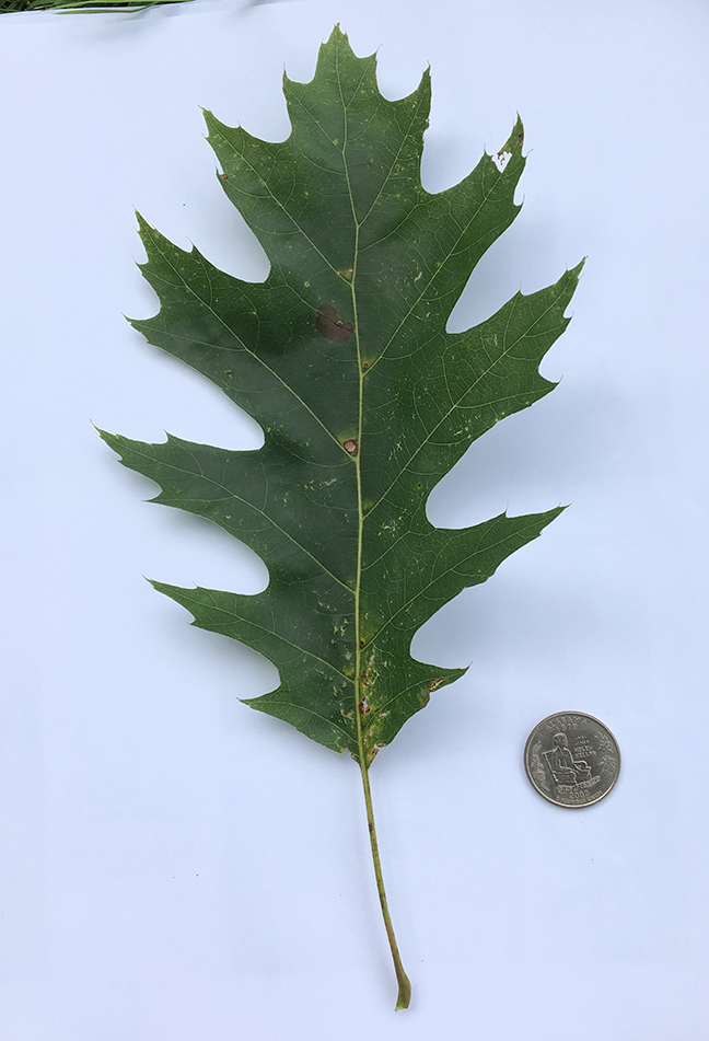 Eastern Red Oak - Mt. Lebanon, PA