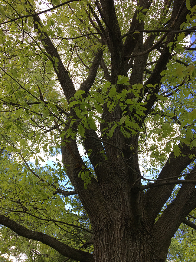 Eastern Red Oak - Mt. Lebanon, PA