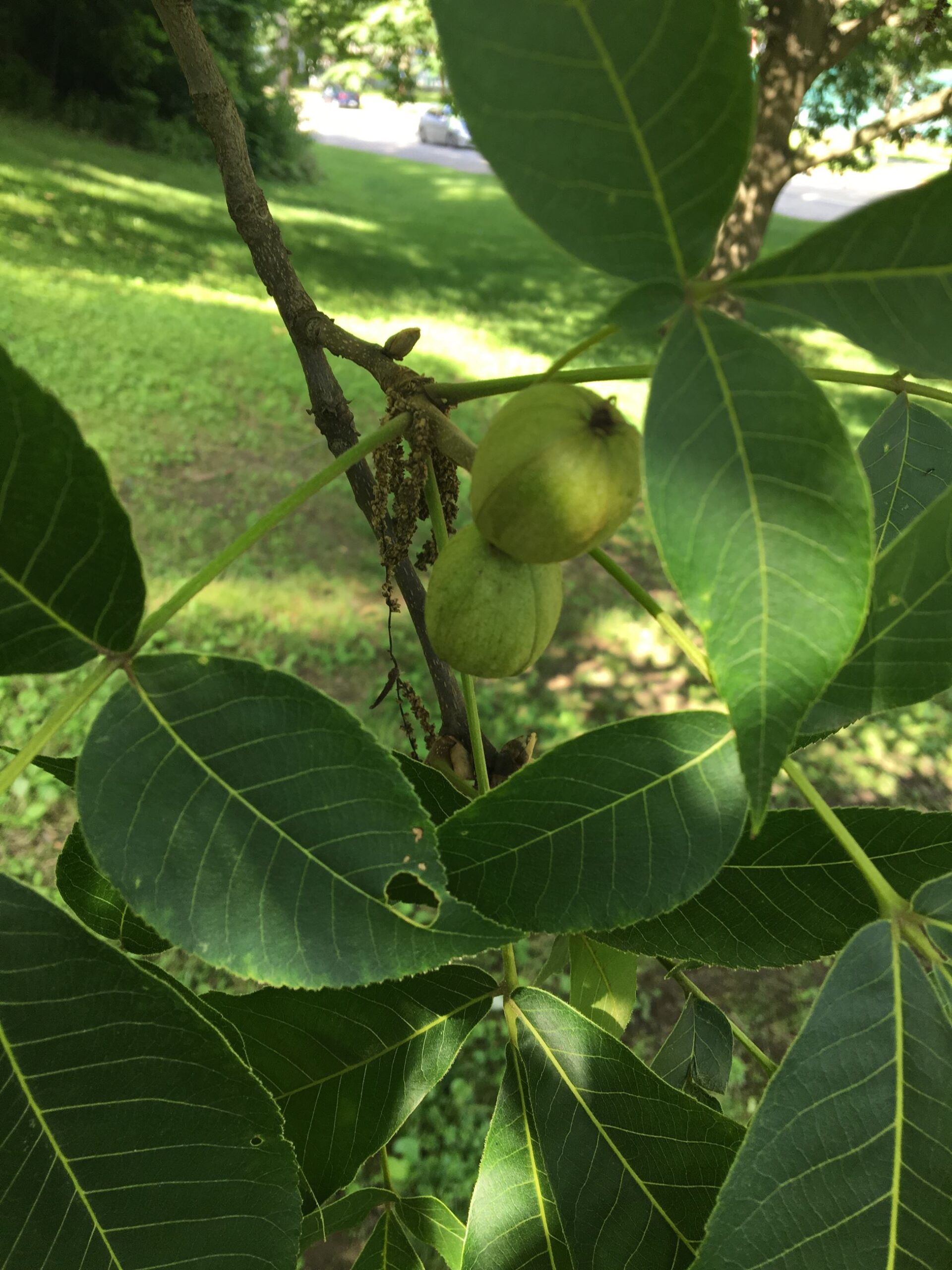 Pignut Hickory - Mt. Lebanon, PA