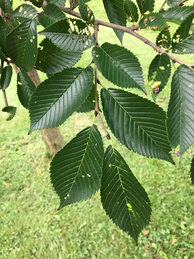 Princeton American Elm - Mt. Lebanon, PA