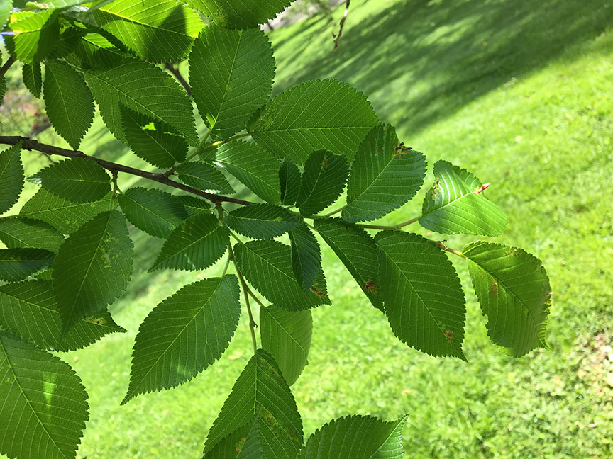 Princeton American Elm - Mt. Lebanon, PA