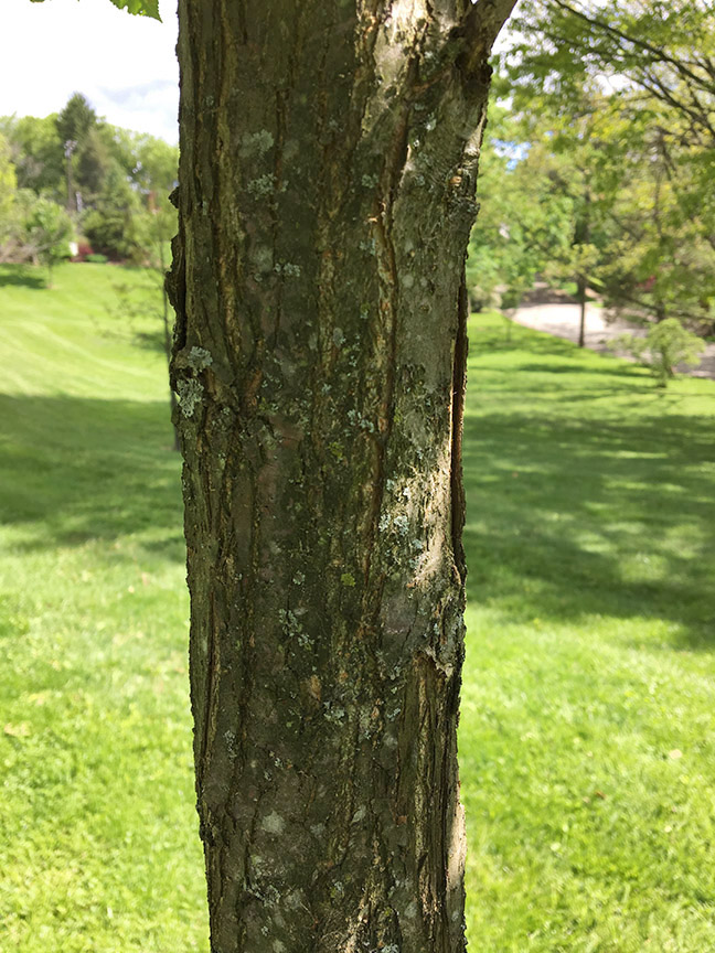 Princeton American Elm - Mt. Lebanon, PA
