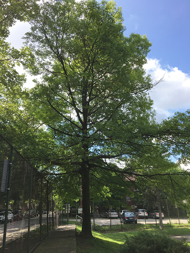 Pin Oak - Mt. Lebanon, PA